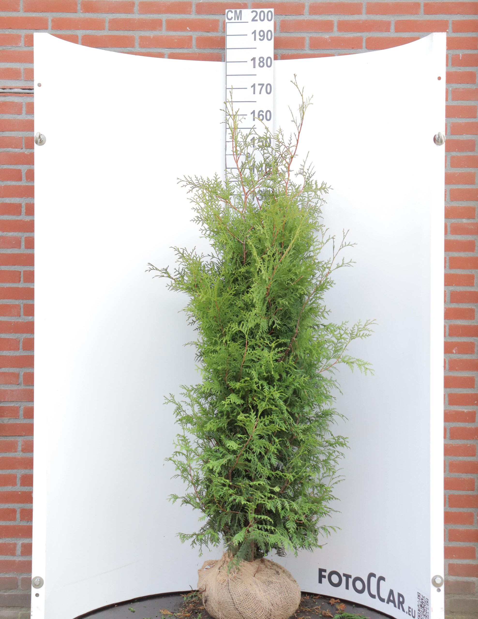 Thuja occidentalis Brabant - Tree nursery van Nunen
